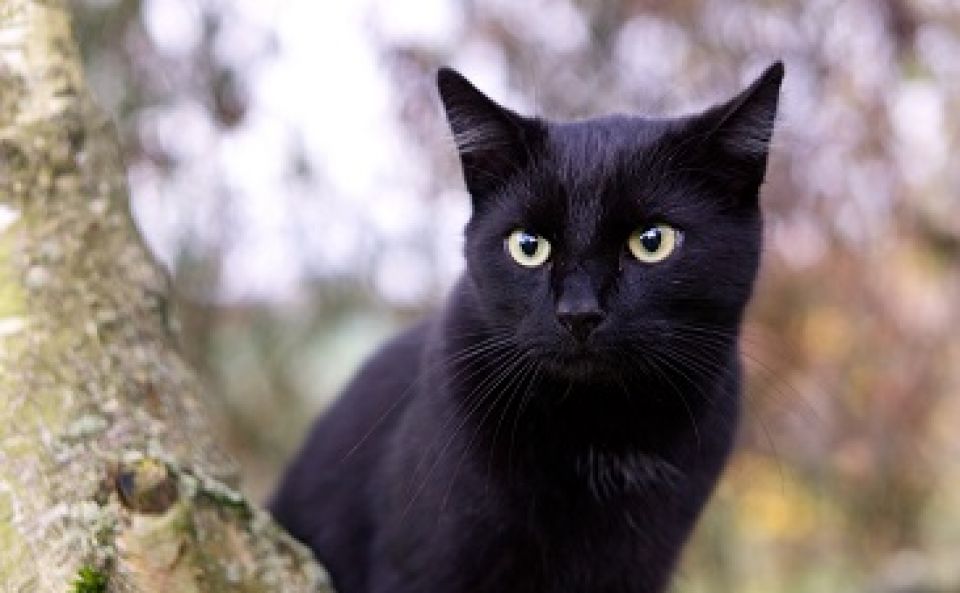 Chats trouvés - France | AnimalWeb