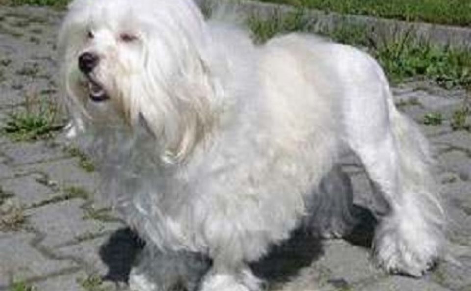 Tout savoir sur ce chien bienveillant et obéissant | AnimalWeb