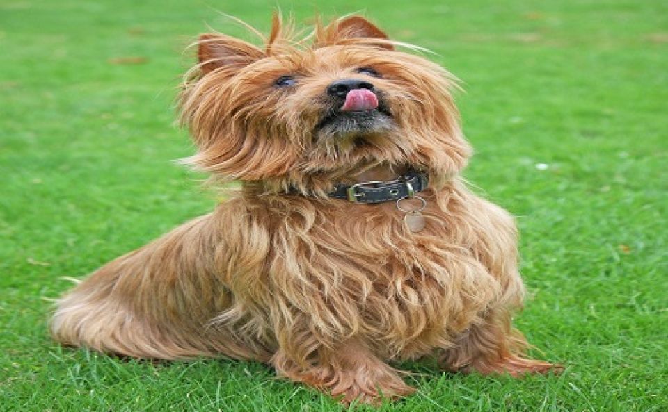 Le Terrier Australien, petit chien et fort tempérament ! | AnimalWeb