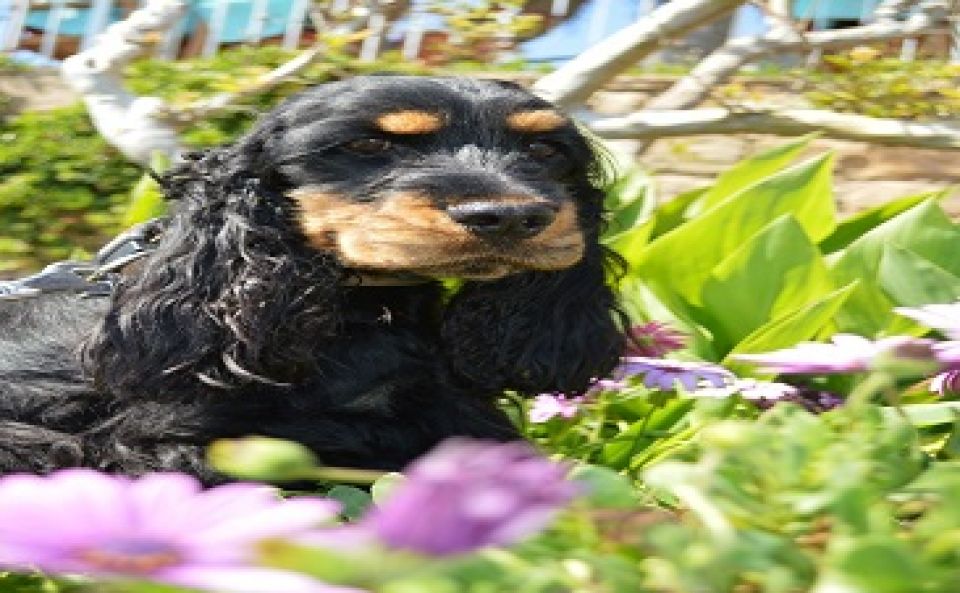 Tout savoir sur la race de chien Cocker Anglais | AnimalWeb