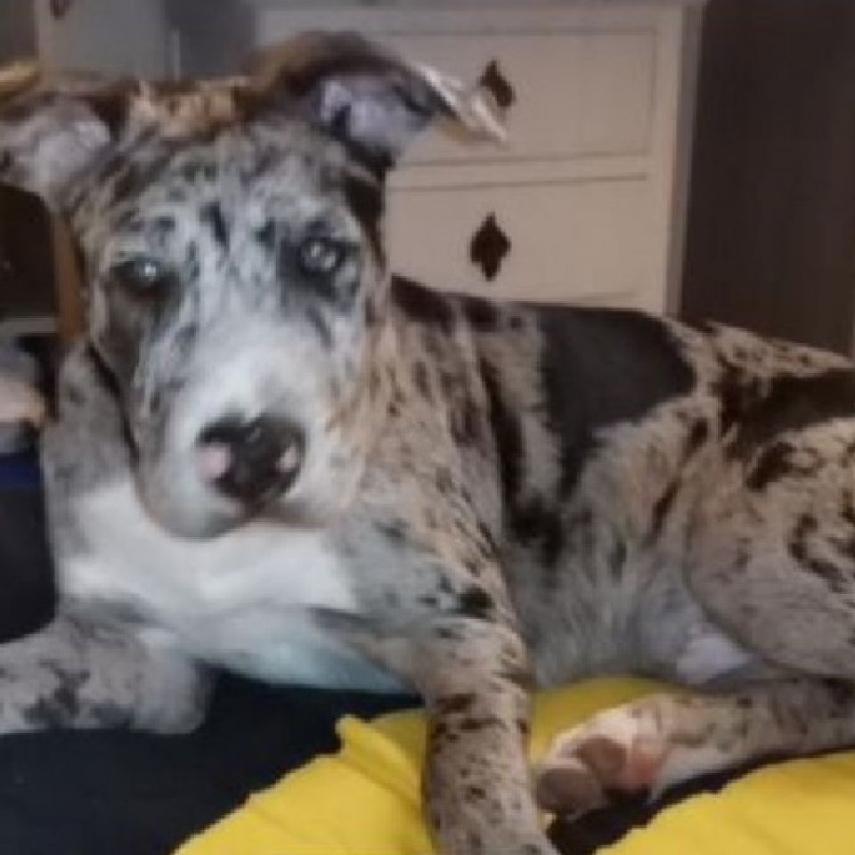 #FR211031 - Chien Perdu - Paris | AnimalWeb