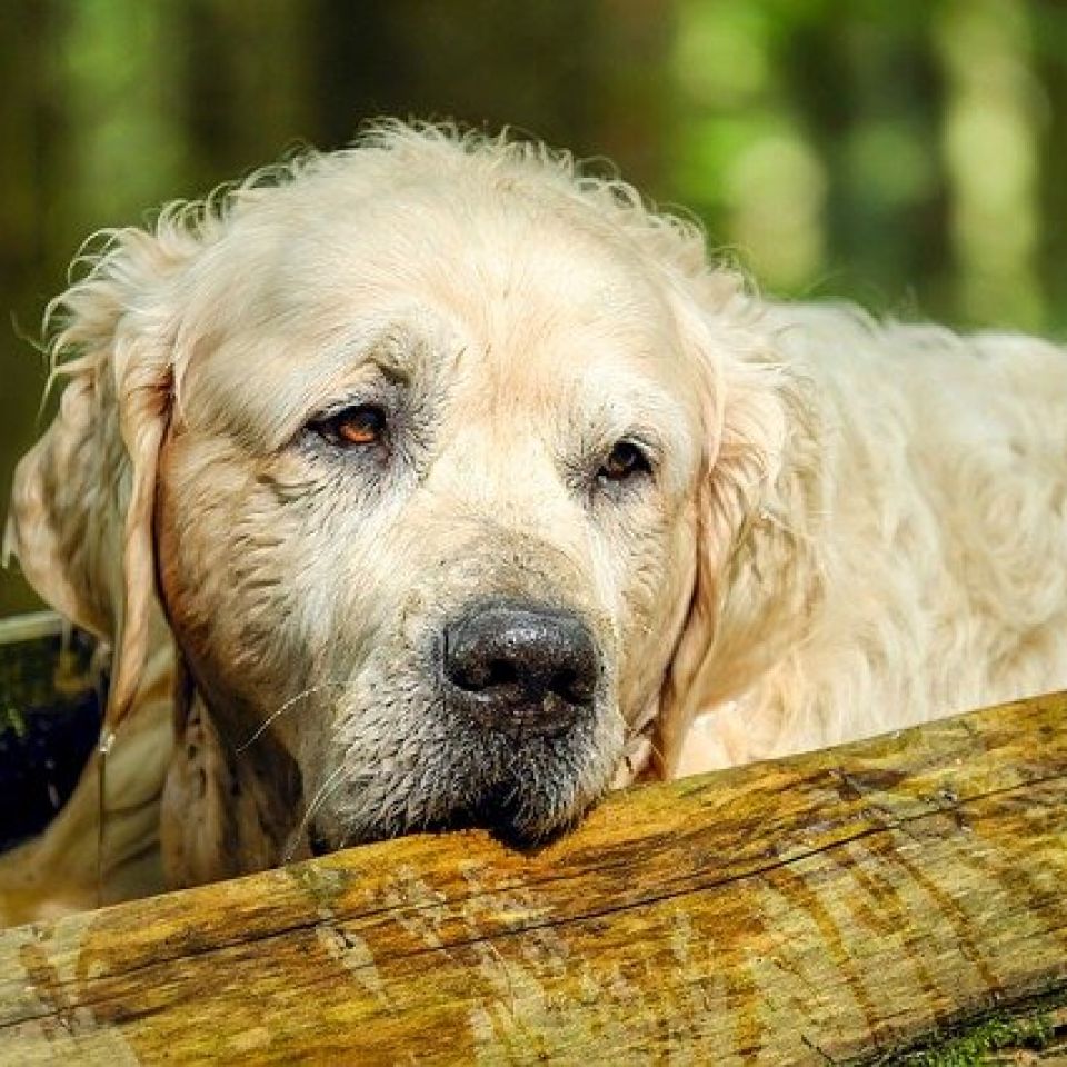 Chien perdu : que faire pour le retrouver rapidement ? | AnimalWeb France