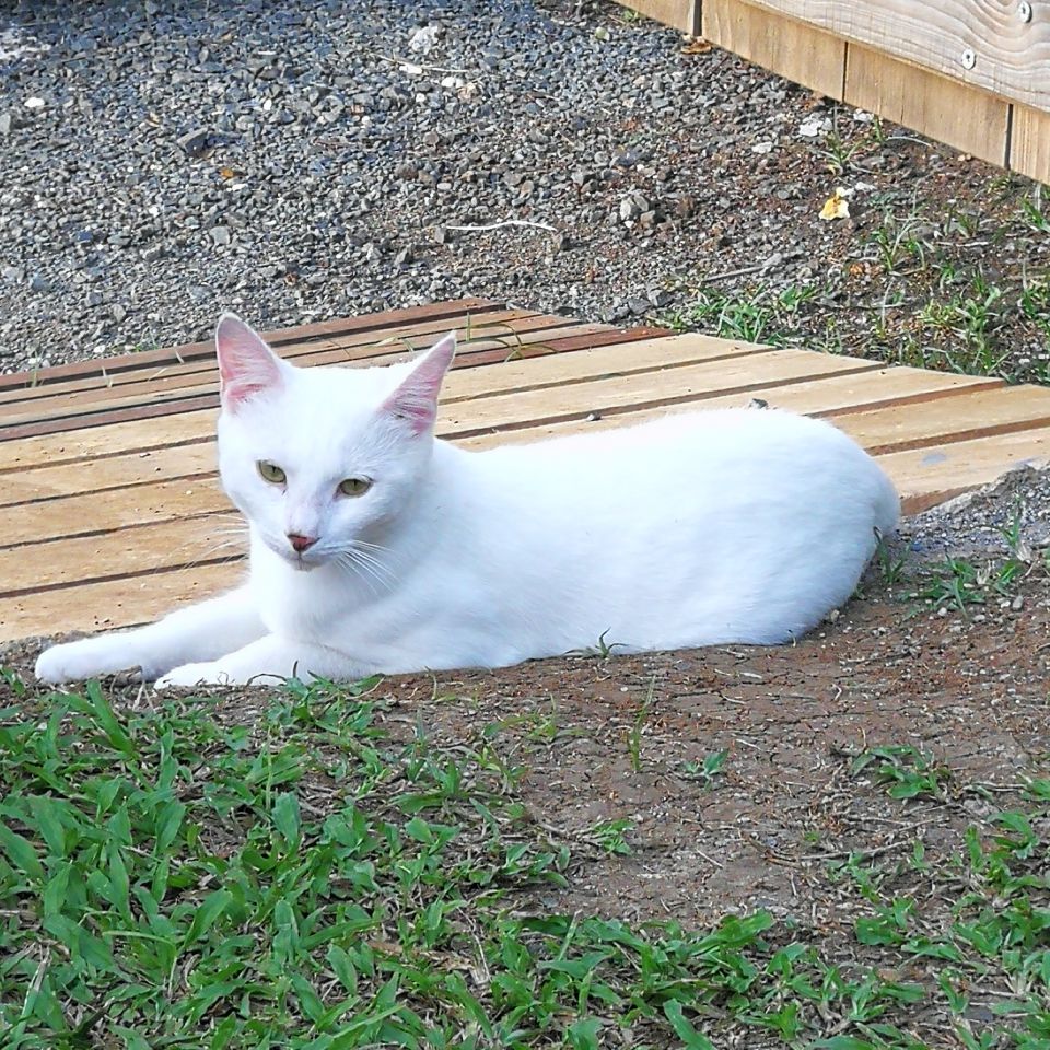 #FR221302 - Saphir - Chat perdu - Petit-Bourg | AnimalWeb