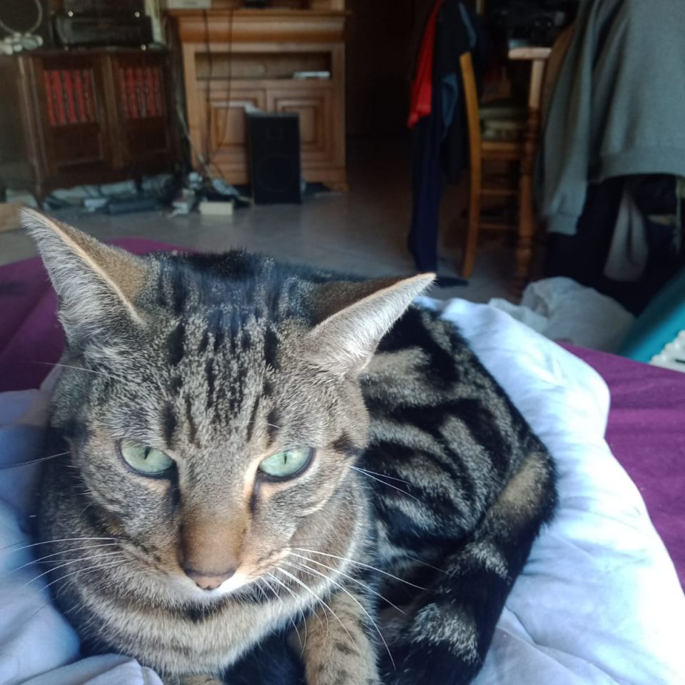 #FR221330 - Titi chat - Chat perdu - Reignier | AnimalWeb