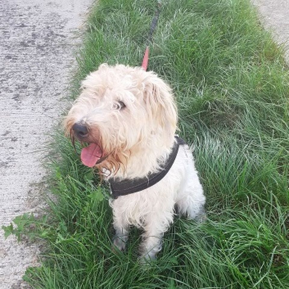 #FR2301601 - Jazz - Chien perdu - Saint-Thibault-des-Vignes - AnimalWeb ...