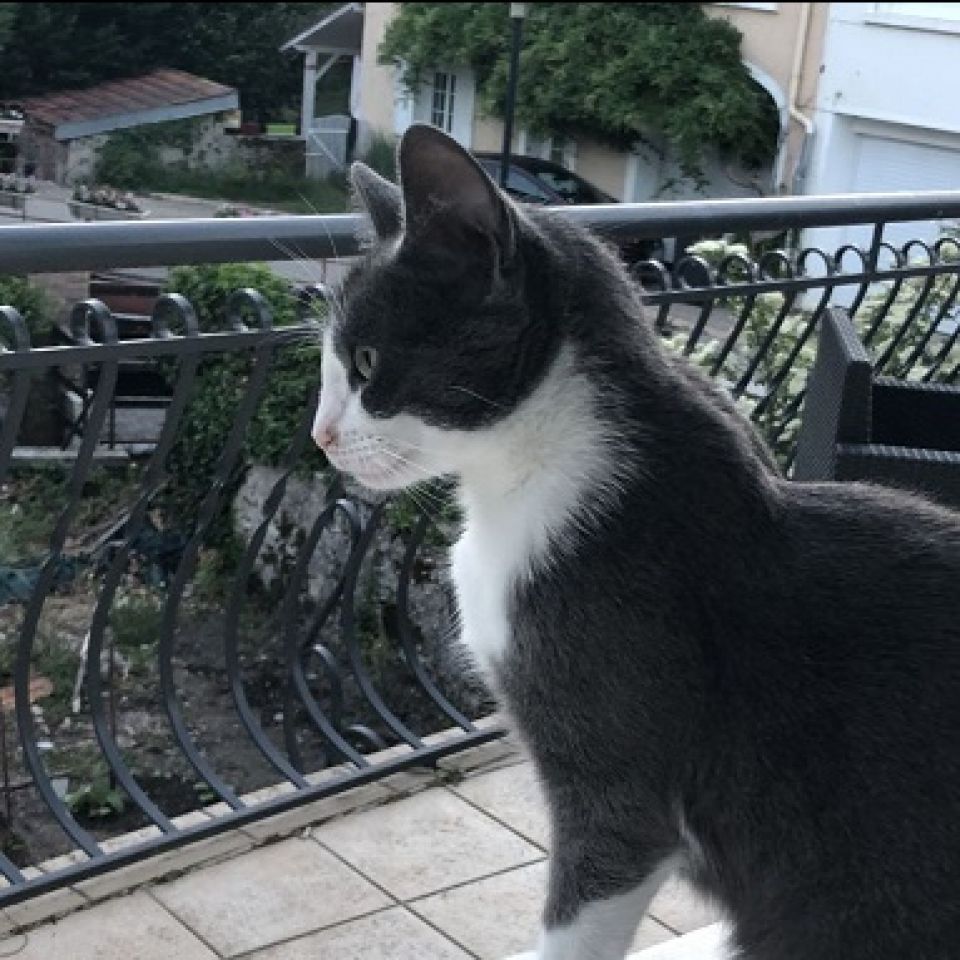 #FR2401721 - Chat perdu - Arbent - AnimalWeb France