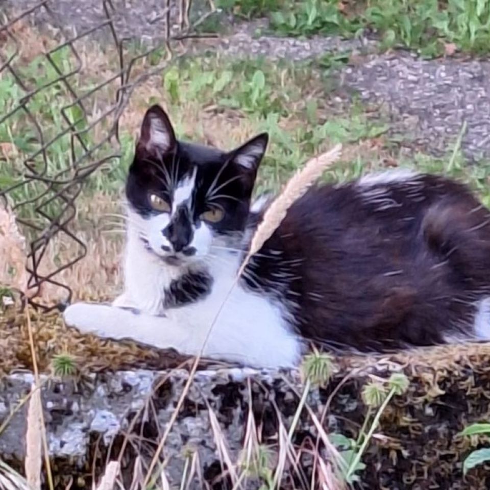#FR2502099 - Bichette, chat perdu à Novalaise - AnimalWeb France