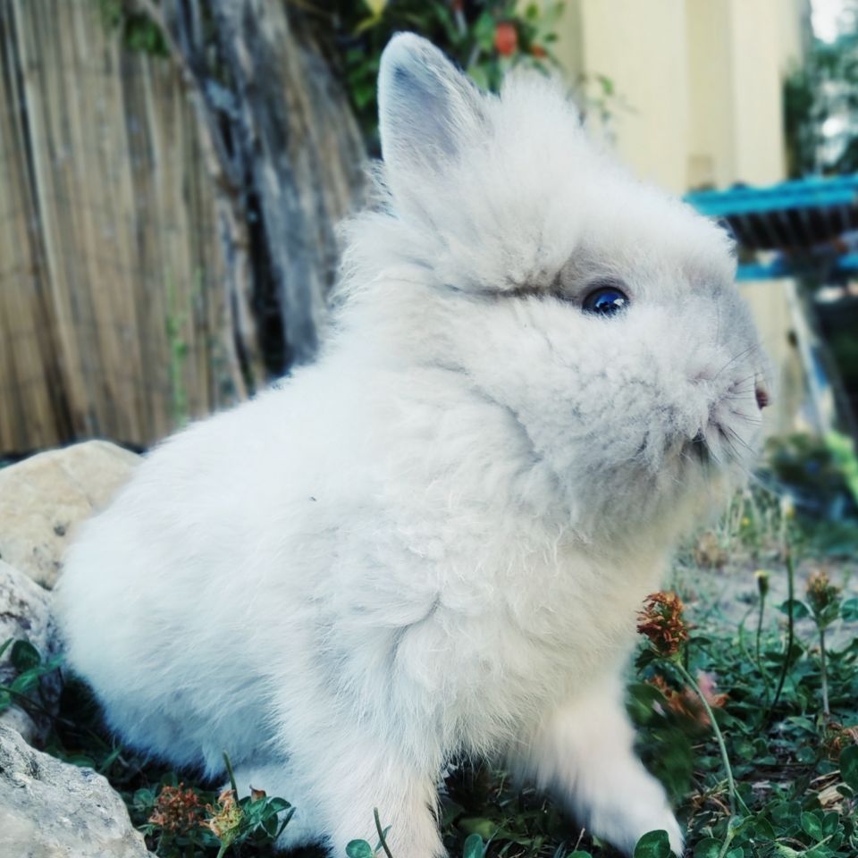 Humphrey - Lapin perdu à Nantes en France | AnimalWeb