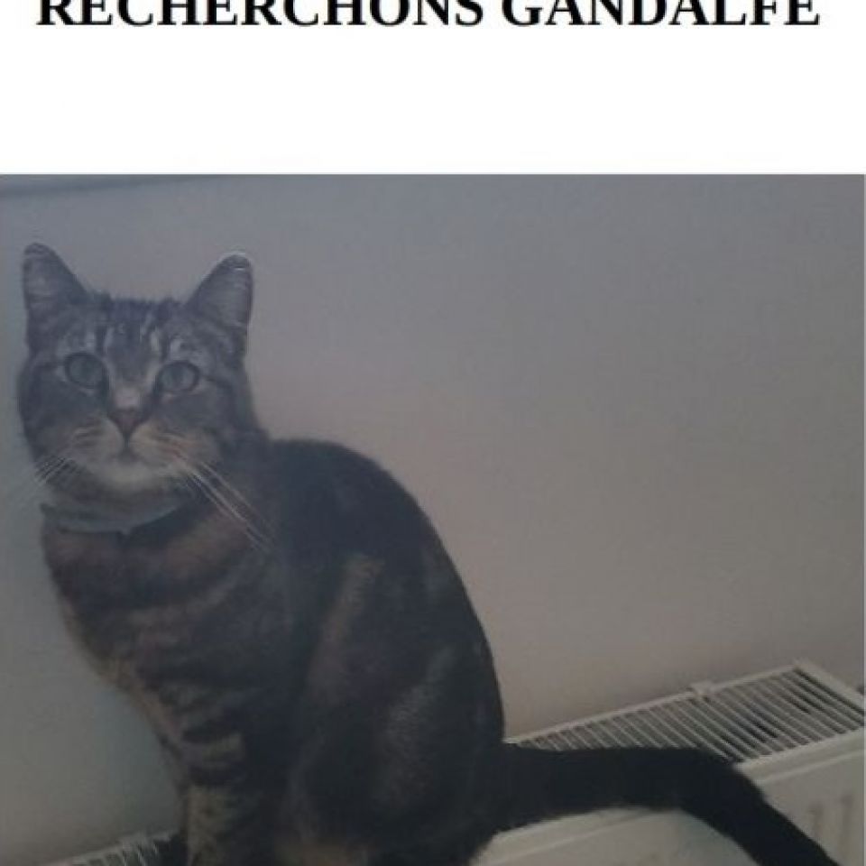 Gandalfe - Chat perdu à Ablain st Nazaire en France | AnimalWeb